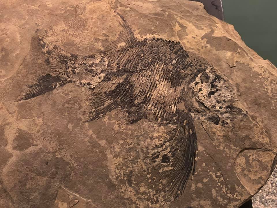 FOSSIL HUNTRESS: TRIASSIC BEAUTY: ALBERTONIA