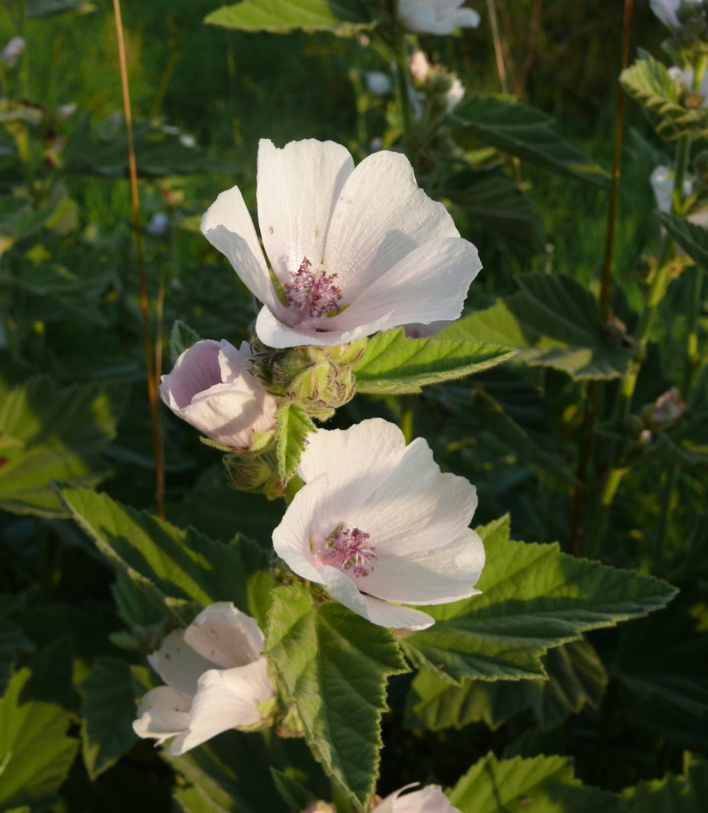 Nalba mare — Althaea officinalis L. (fam. Malvaceae) - Tratament ...