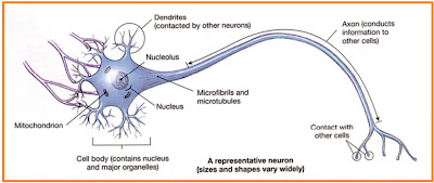 Ilmu Pengetahuan Alam: SISTEM KOORDINASI DAN ALAT INDERA MANUSIA