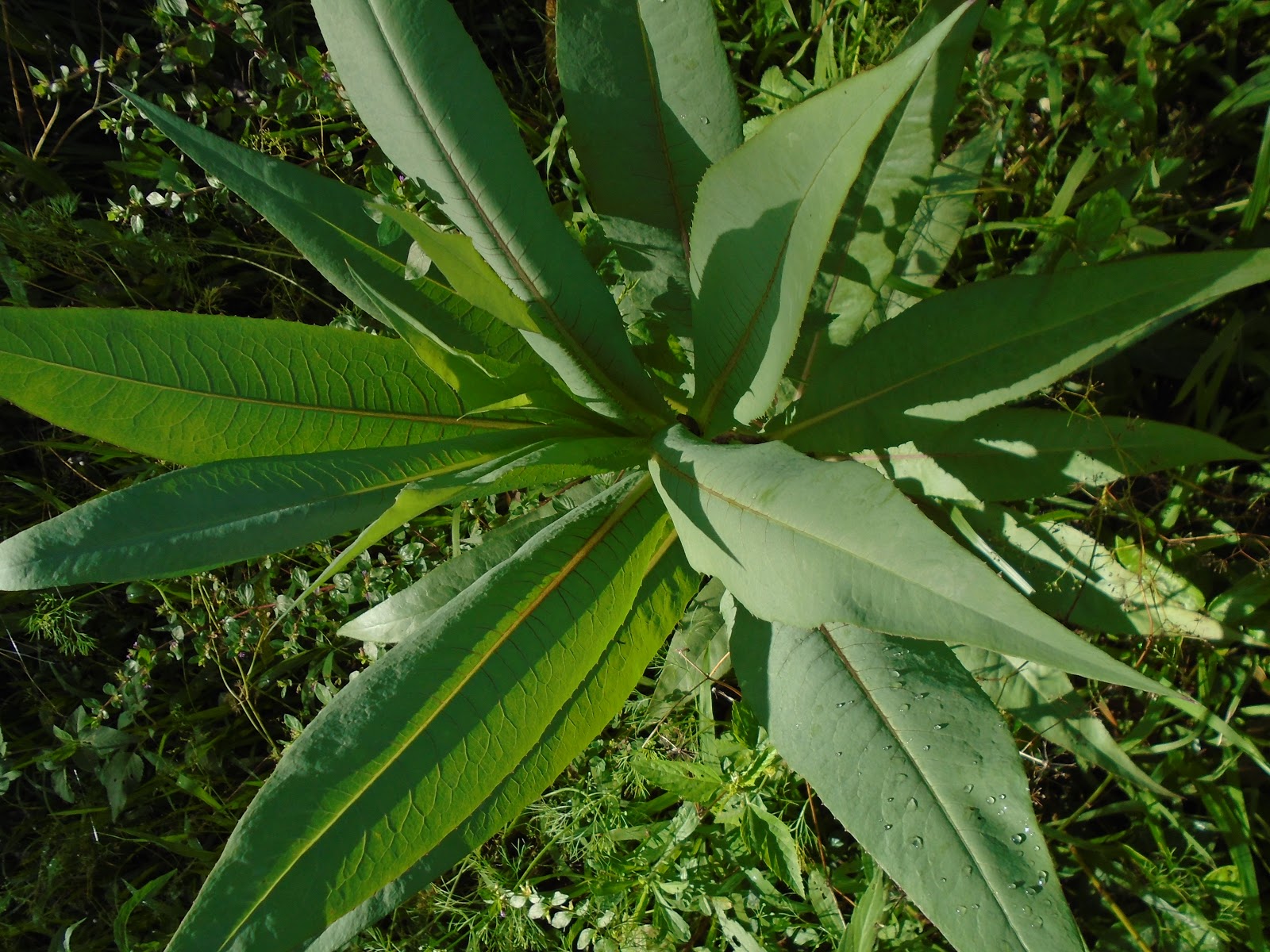 Sabores do Mato - Panc's e plantas medicinais: ALMEIRÃO ROXO, almeirão ...