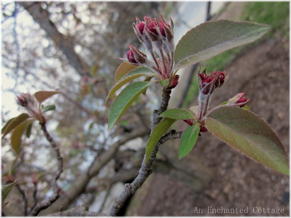 An Enchanted Cottage: April 2013