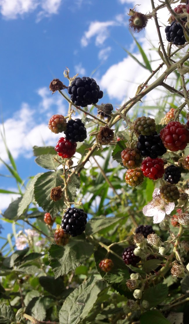 La Fleur du Dimanche: 1001 Fleurs: A quand (acanthe) les murmures ...