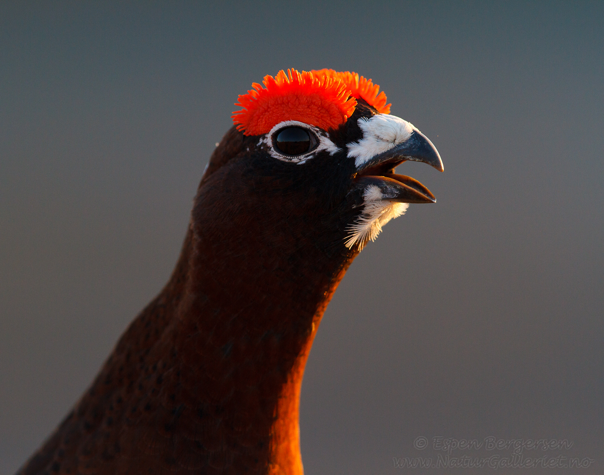 Naturgalleriet.no: Forhistoriske ryper