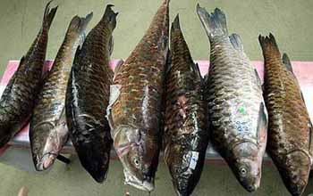 WE ARE INNOCENT: The Most Expensive Fresh Water Fish in Malaysia, Empurau