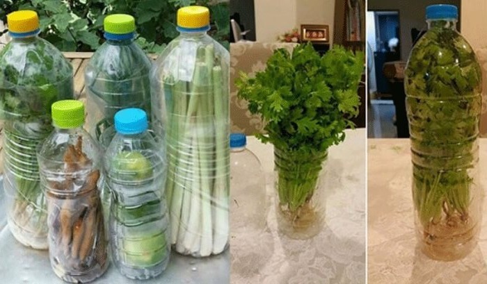 Hanya Pakai Botol Bekas, Sayuran Bisa Tetap Segar dan Tahan Lebih Lama ...