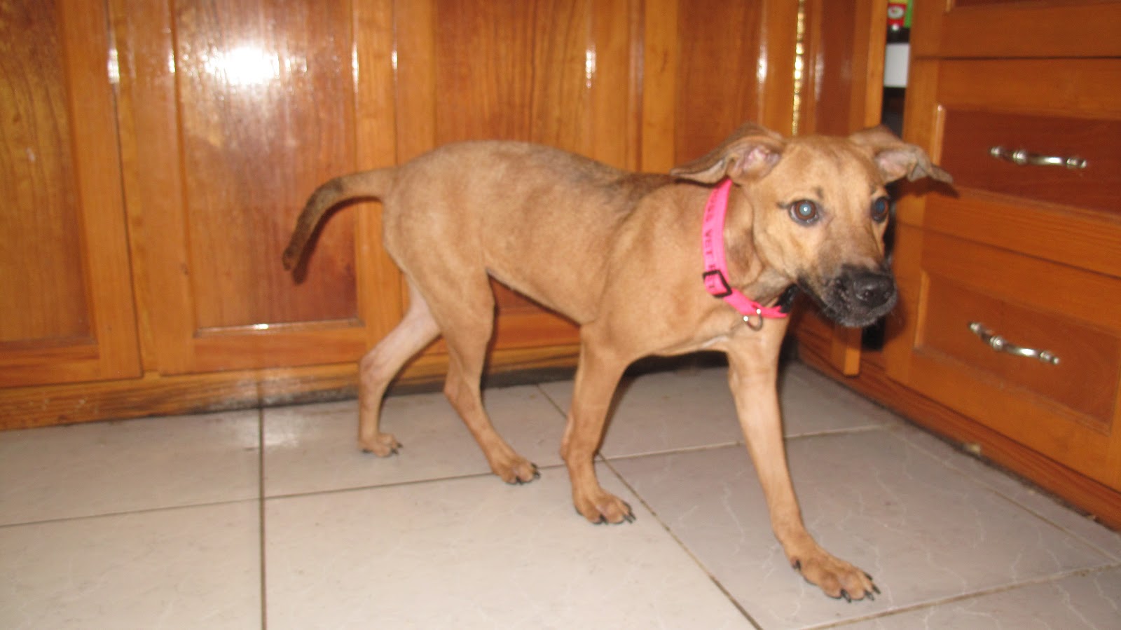 Coconut Retriever Dog at Neal Marquez blog