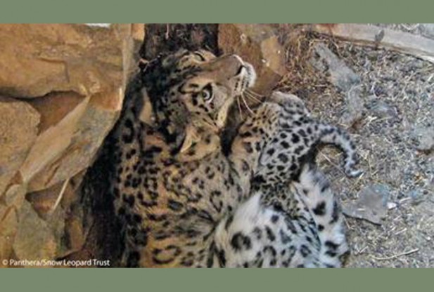 White Wolf : First Ever Videos of Snow Leopard Mother and Cubs in Dens ...