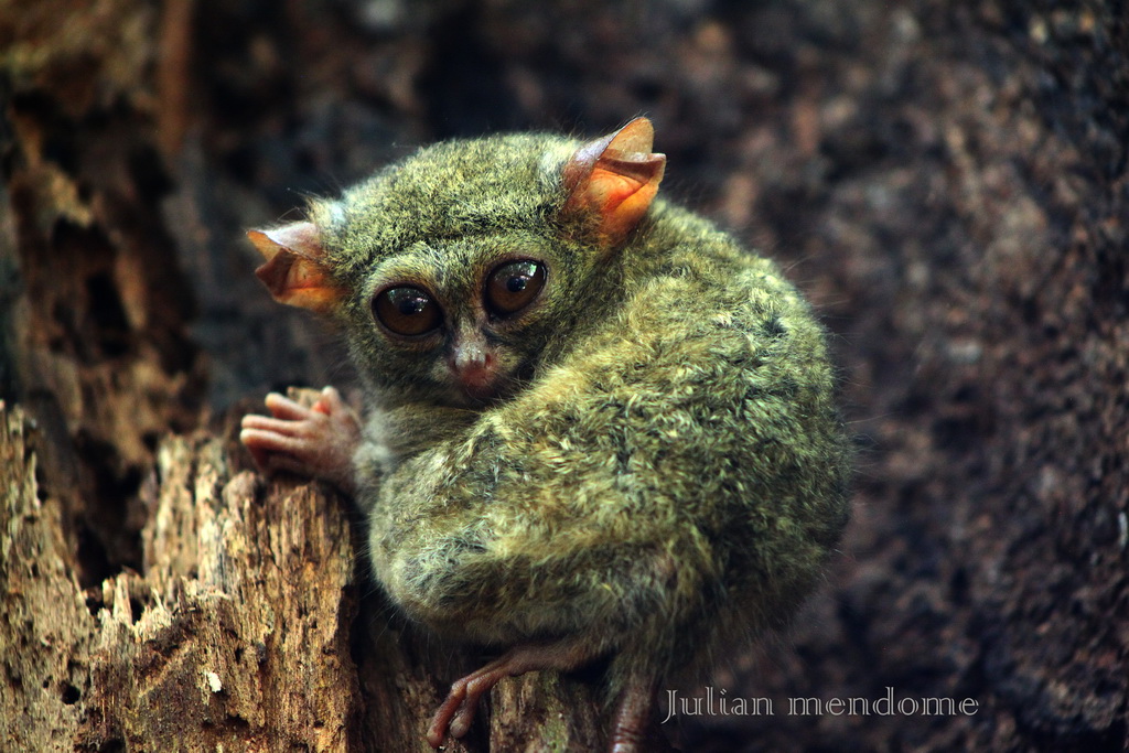 Sulawesi Primates trip