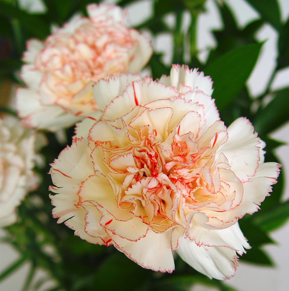 Flores y árboles: Una flor sencilla y hermosa