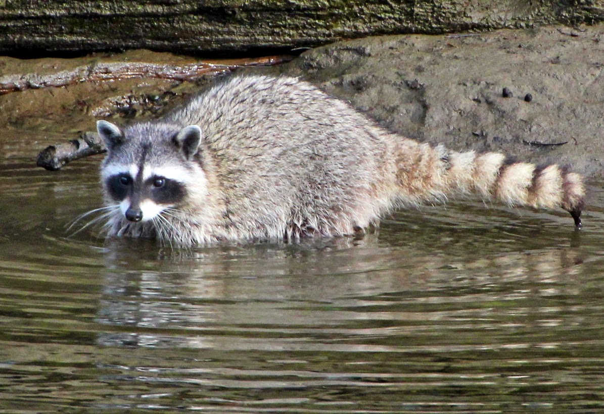 PhotoTonyG: Coon Feeling around for crayfish