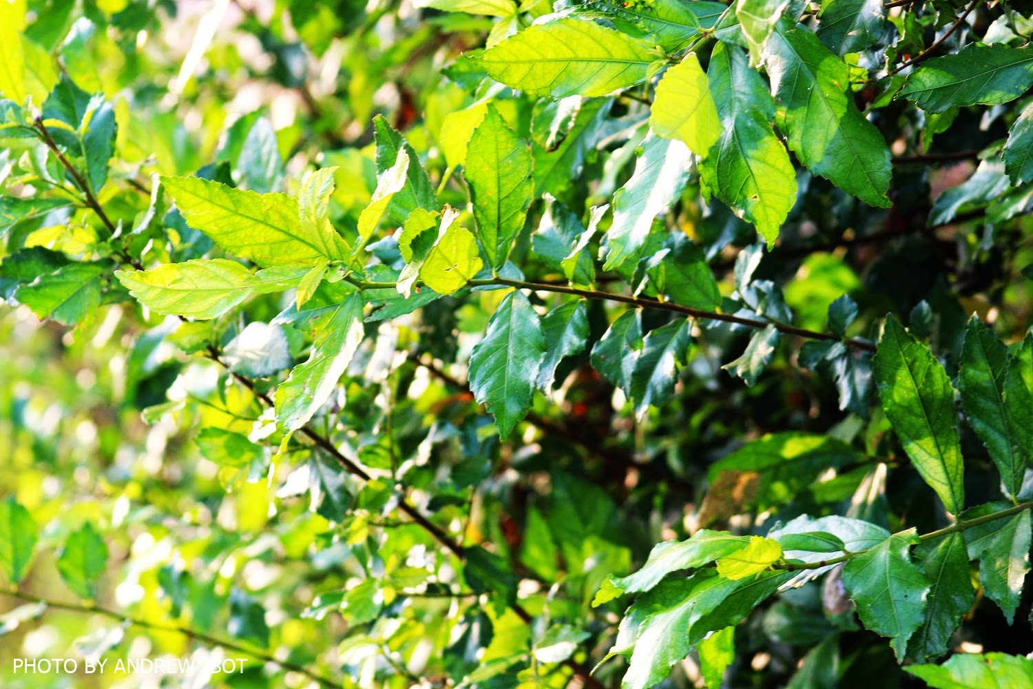 Ako si ANDREW IBOT!: Tsaang Gubat