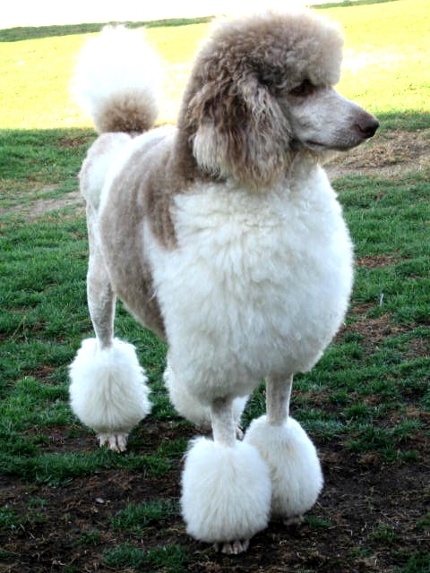 Huxtable The Poodle | Toy Poodle Blog | Parti Poodle: Classic Elegance ...