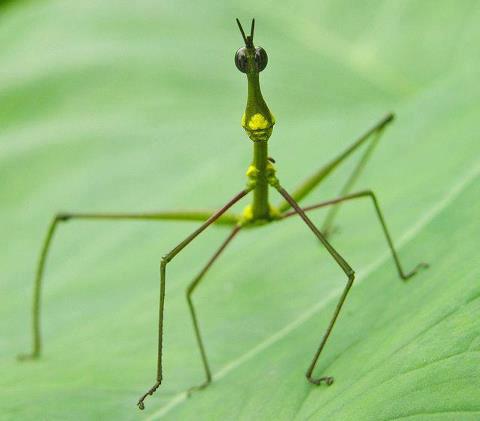 O Livro da Natureza: Bicho Pau