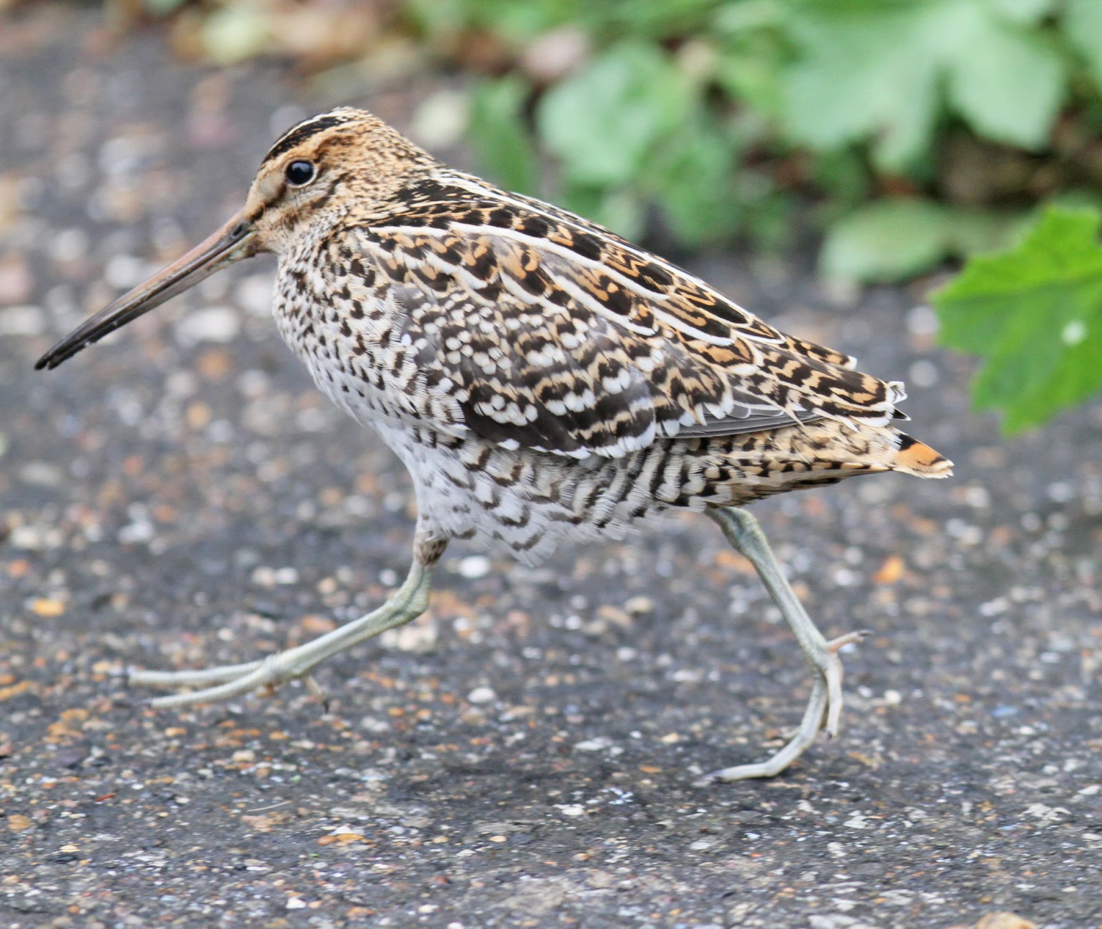 Simon and Karen Spavin: Great Snipe at Kilnsea, Spurn