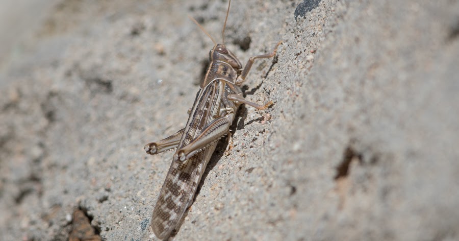 Birds of Saudi Arabia: Desert Locust – Billasimer