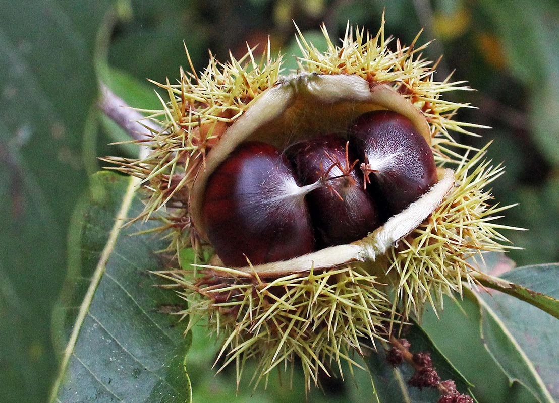 wcs: Like peas in a pod