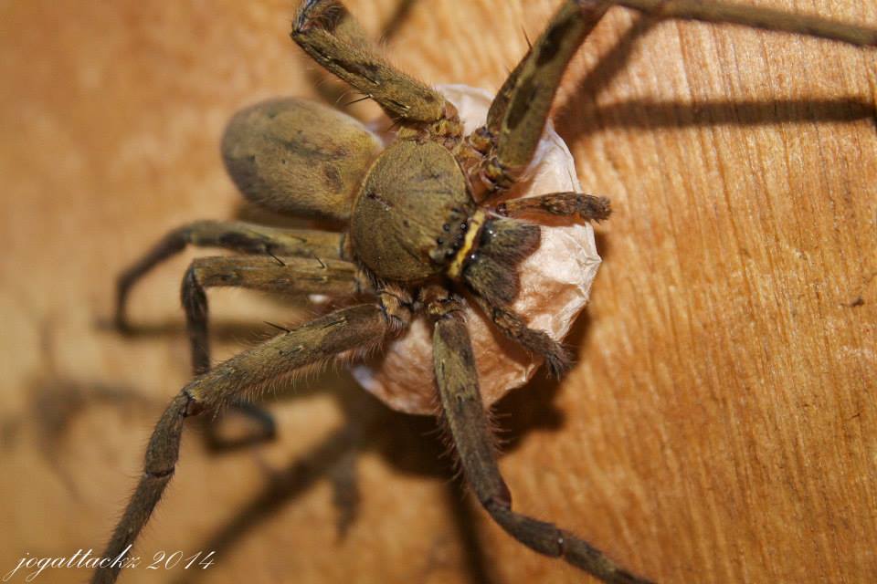 SPIDERS IN THE PHILIPPINES