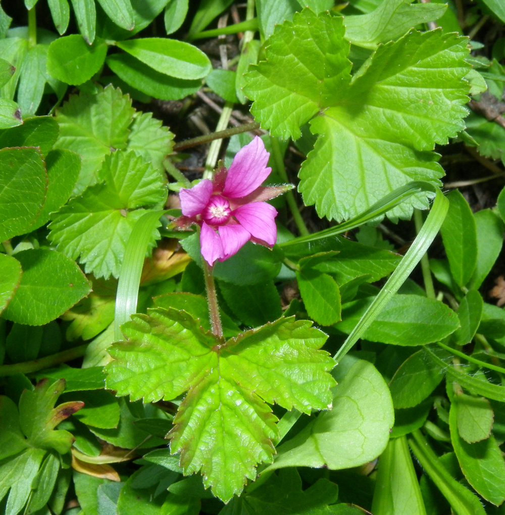 Strathcona Park: Wildlife & Wildflower Weekend