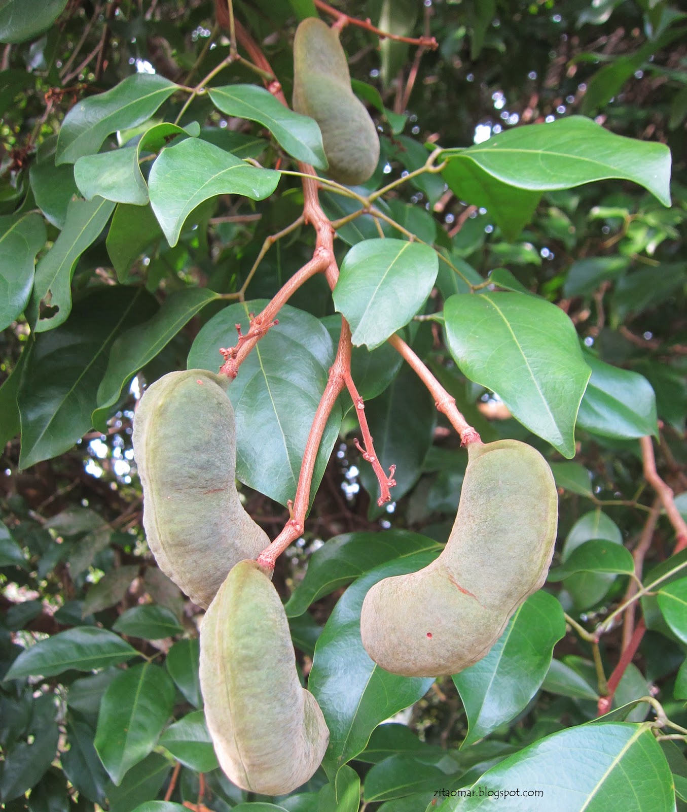 Kerdas atau Genuak - CariDotMy