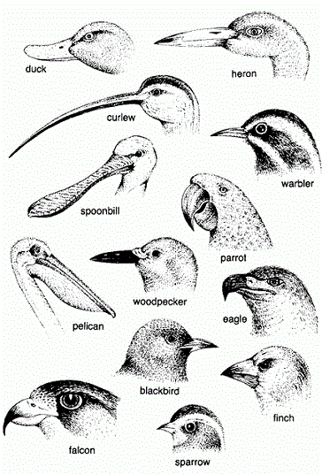 Identification of birds by beaks - Birds of India
