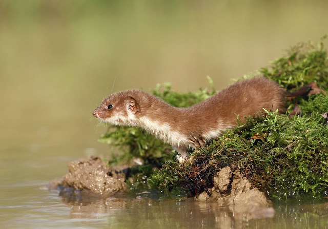 Why are Weasels Always the Baddies?
