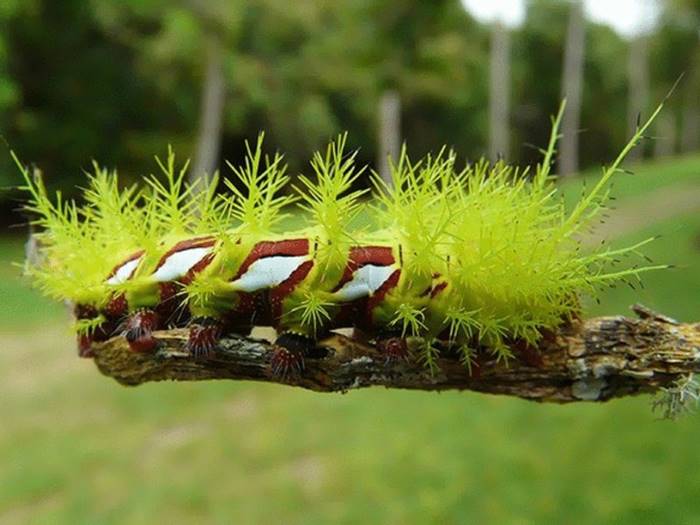 Chingum — Discover Curiosities: 10 most dangerous insects in the world