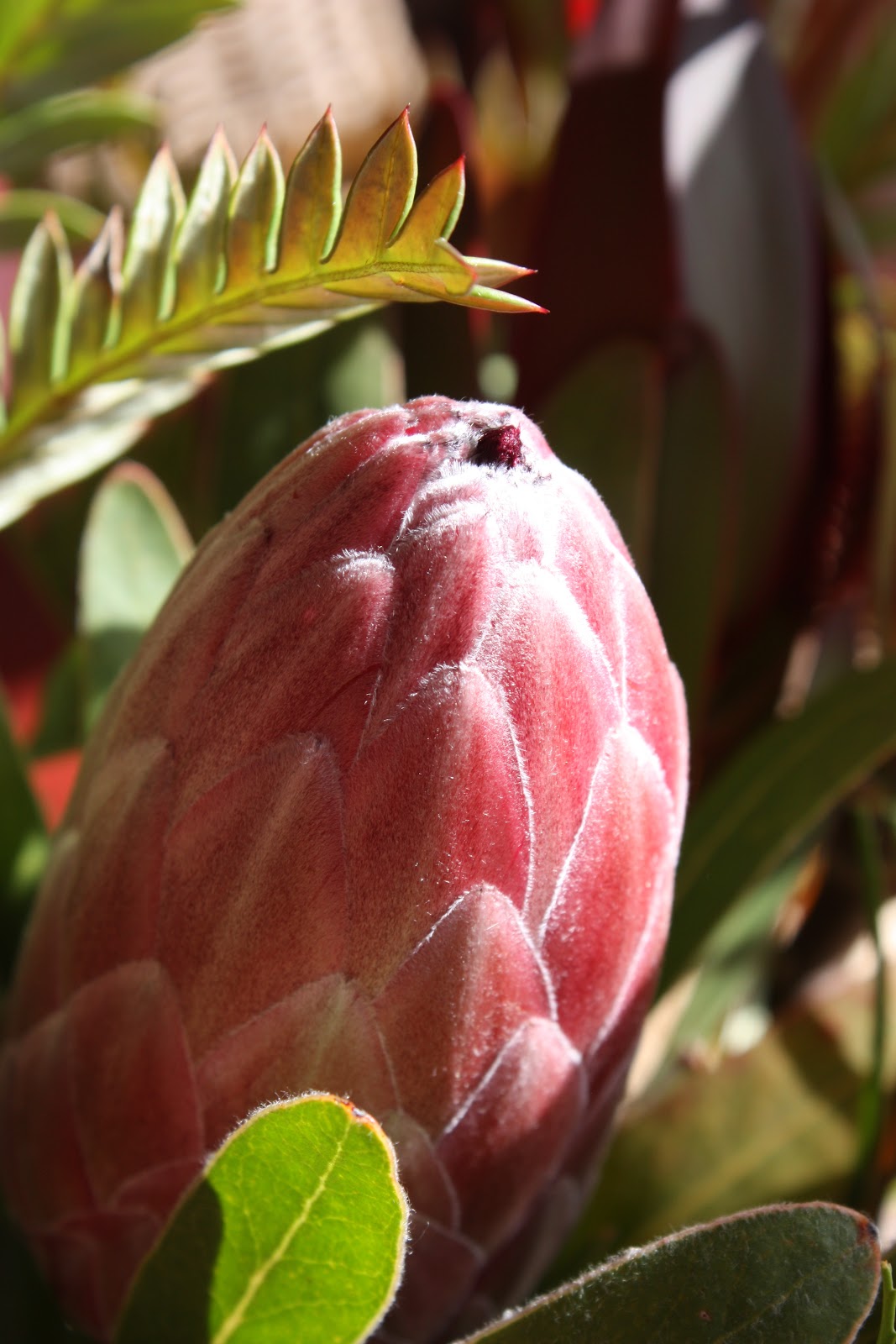 Swallows Nest Farm: Tips for Longer Vase Life