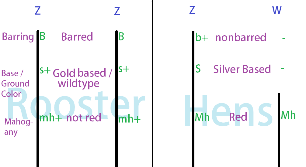 Reavis Ridge Poultry: Genetics for Dummies