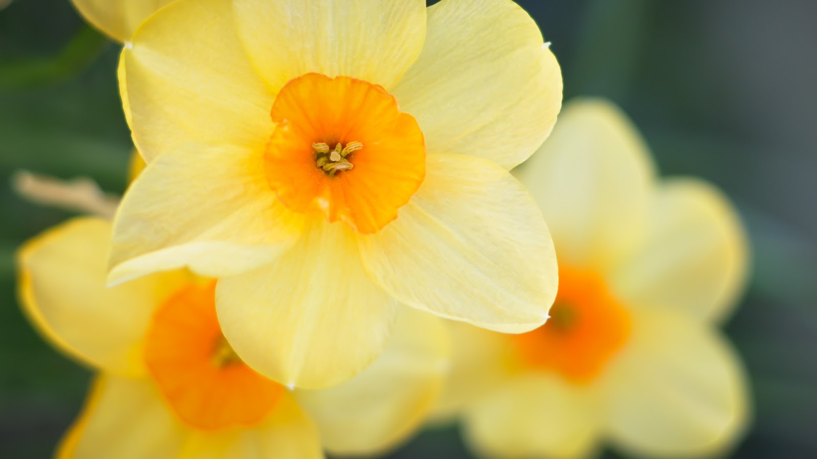 Springtime Flowers! - Cache Valley Photographer
