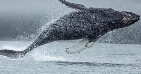 Mavi Balina Özellikleri | Canlılar Alemi