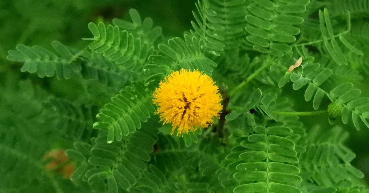 FAUNA E FLORA DO RN: Coronha Vachellia farnesiana (L.) Wight & Arn., a ...