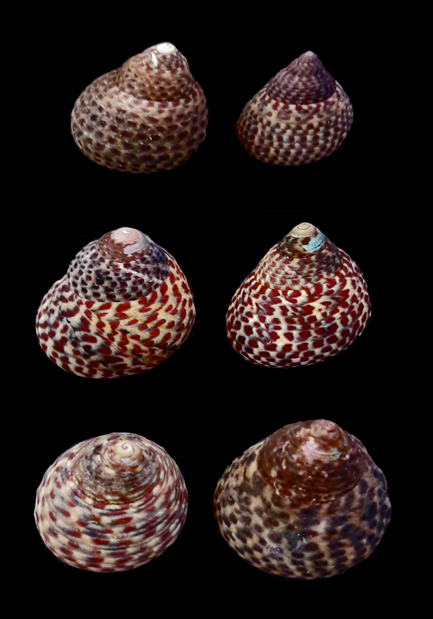 MALACOLOGÍA MEDITERRÁNEA: 2010-12-26