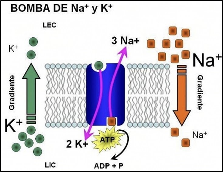 Transporte Activo, Sistema ABC y Translocación de Grupo