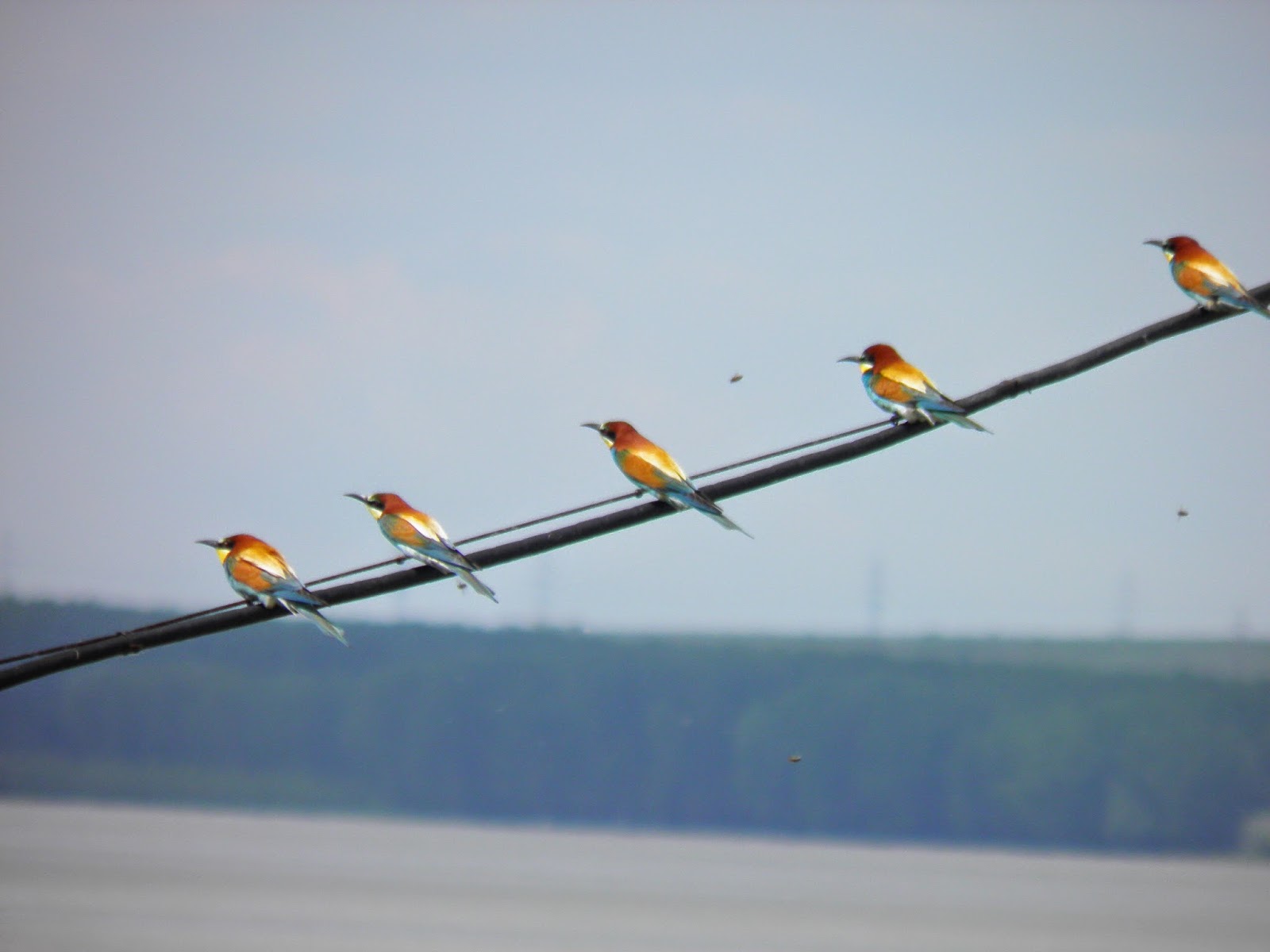 PASARI DIN ROMANIA: PRIGORIE, Merops apiaster