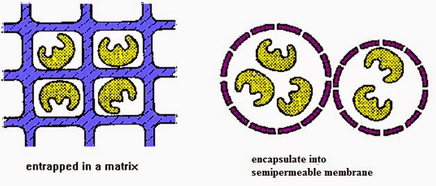 My Scientific Blog - Research and Articles: Enzyme Immobilization