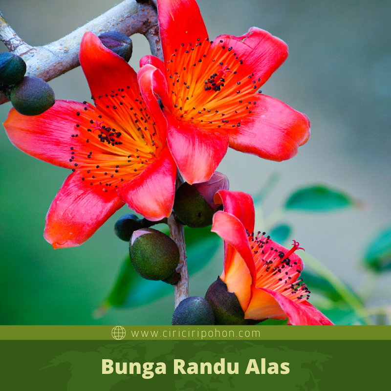 Ciri Ciri Pohon Randu Alas (Bombax ceiba) Di Alam Liar - Ciriciripohon.com