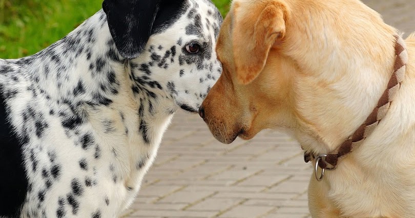 EL VALOR DE UN PERRO
