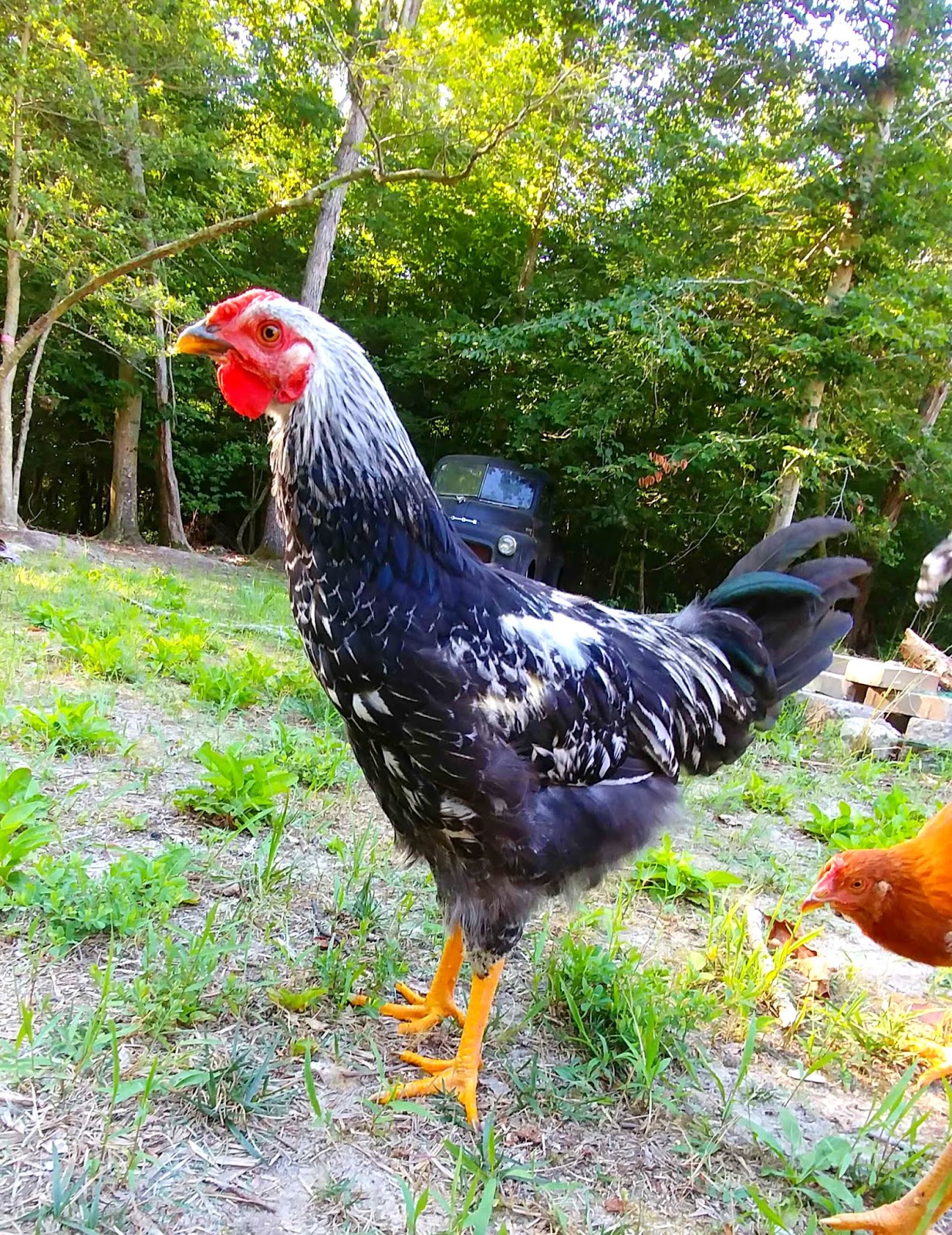 Washi Horse Designs: GIU Day #2 County Fair Chicken