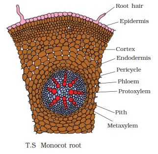 Monocot Stem Labelled Diagram