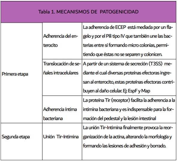 Patogenicidad de Escherichia Coli : Toxinas, mecanismos de ...
