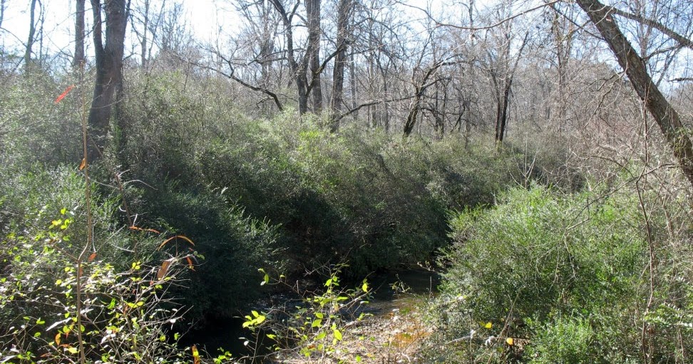 Using Georgia Native Plants: Removing Invasive Plants Makes a Difference