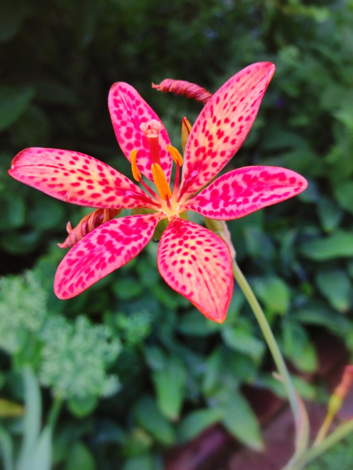 Earthly Goods Notes from the Garden