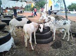 Mengenal Negara kecil gambia Africa - Elinotes review