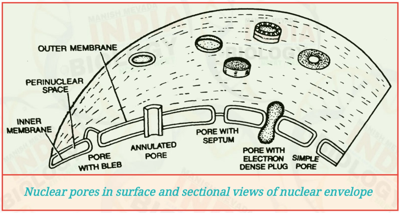 Nucleus Structure and Function | NEET BIOLOGY MATERIAL