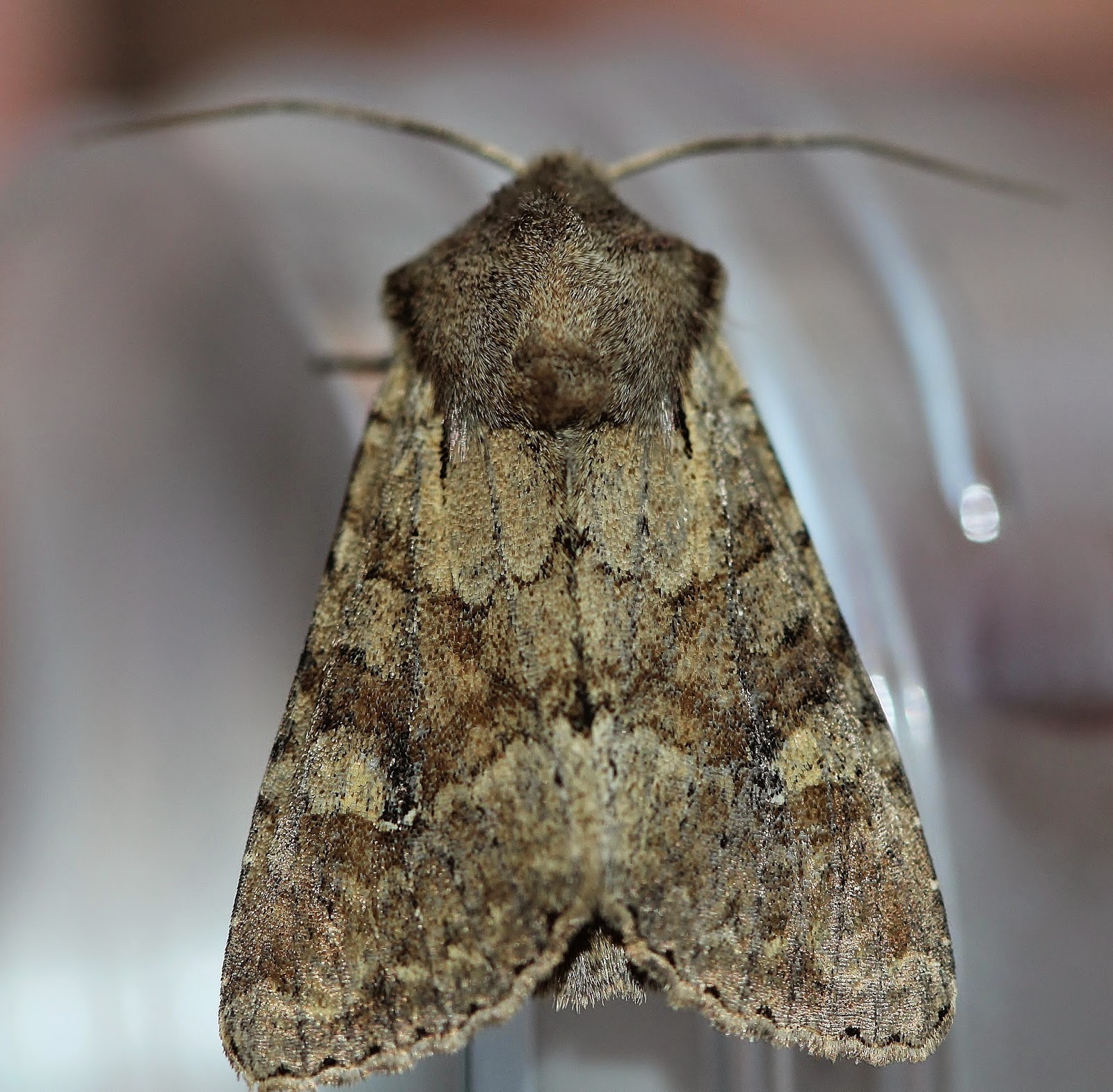 The Garden Moth Challenge: Another 21 species to add.Up to 33 with best ...