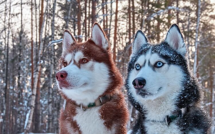 ANIMALS TIME : Siberian Husky Dog (Gallery 9)