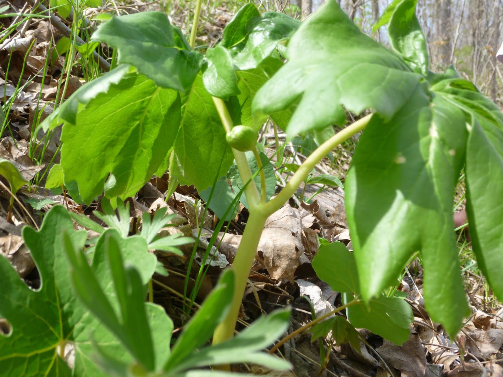 Springfield Plateau: Mayapple Fruit