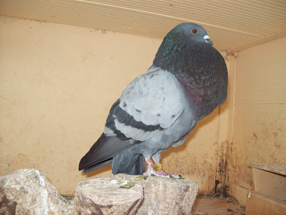PALOMAR LOS FELIPINES "El Cobi": VENTA DE PALOMAS BUCHONAS