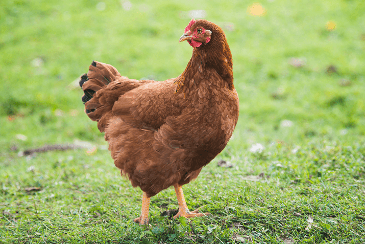 Guide de l'élevage de poules pondeuses : Choisir les bonnes races de poules