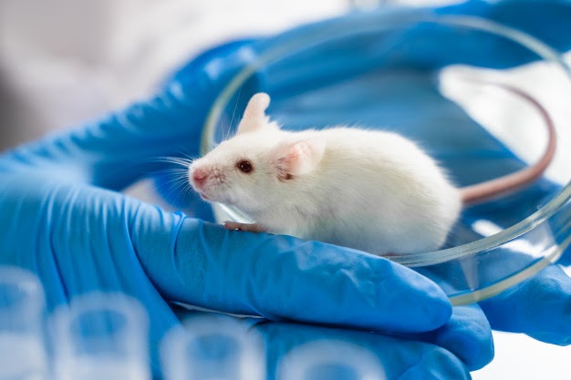 Animal Testing The Reality Of Animal Testing animal-testing-the-reality-of-animal-testing